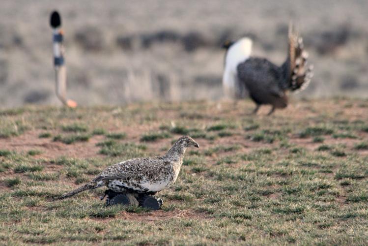 Robotic sage grouse helps study lek activity | Outdoors | postregister.com