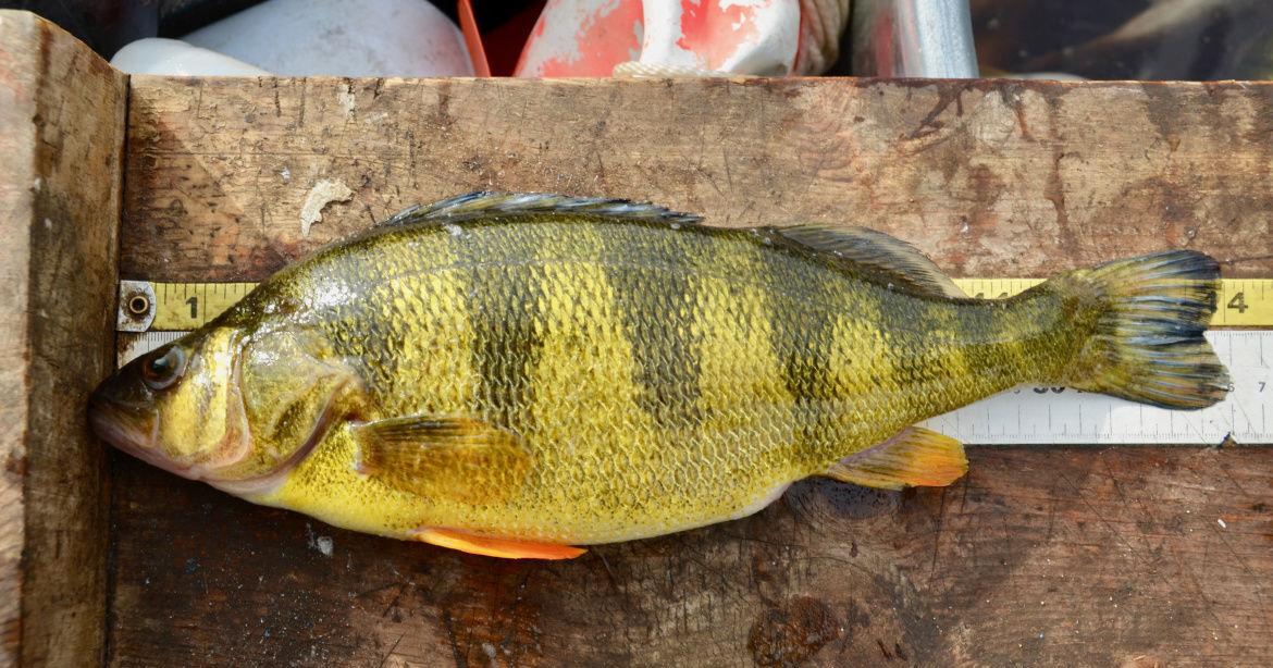 Lake Cascade should continue to produce good perch fishing, but jumbos ...
