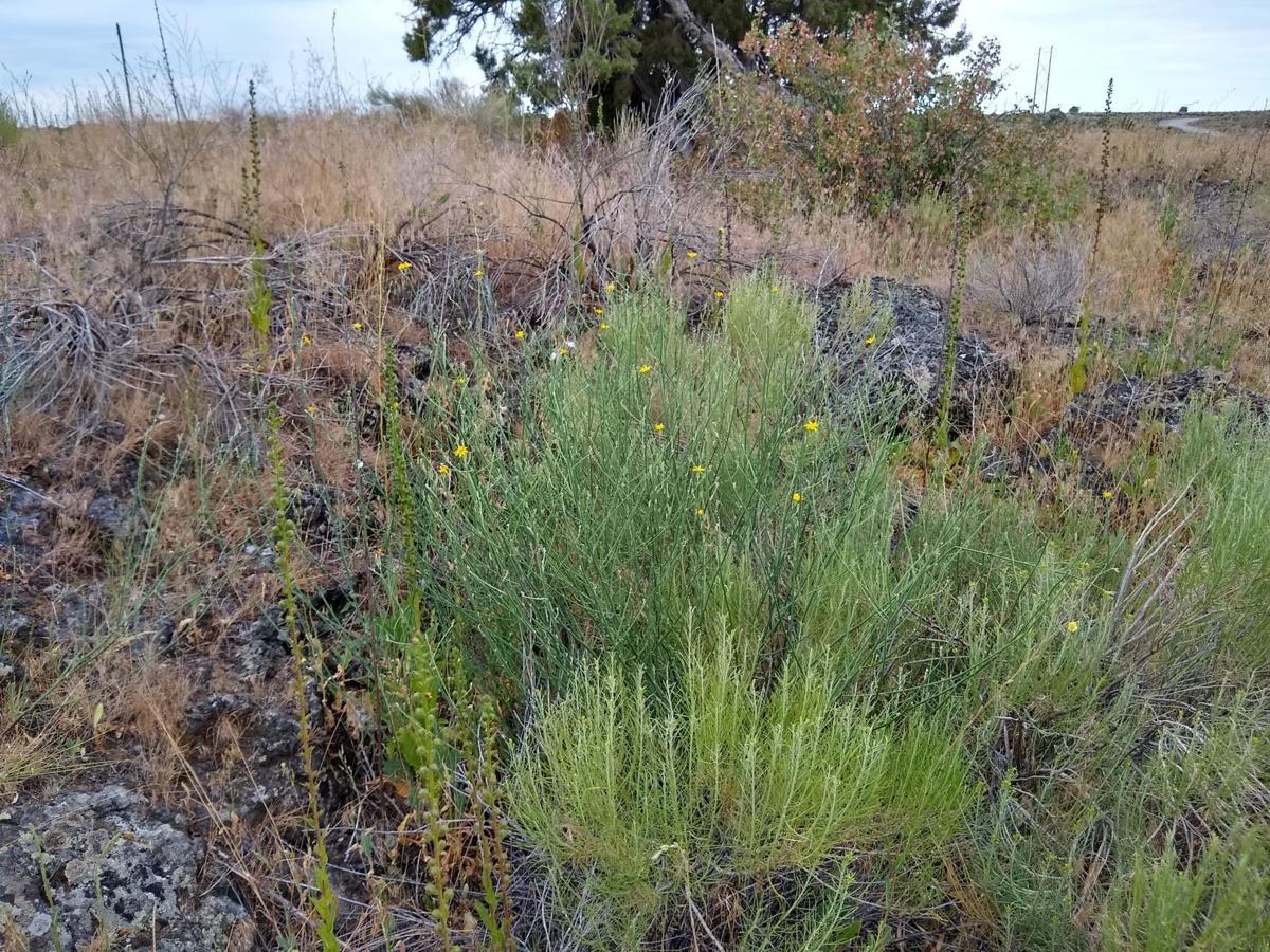 War on Weeds: Rush skeletonweed | War on Weeds | postregister.com