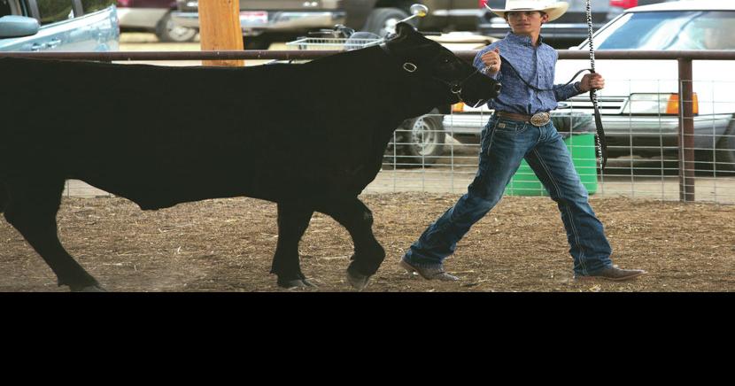 Challis rancher raises award-winning beef | | postregister.com