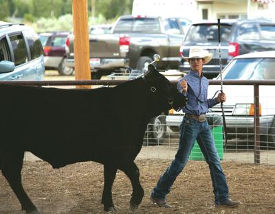 Challis rancher raises award-winning beef | | postregister.com