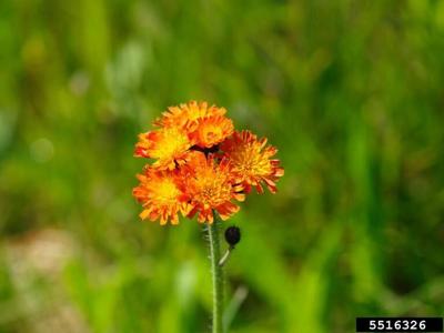 orange flowers weeds