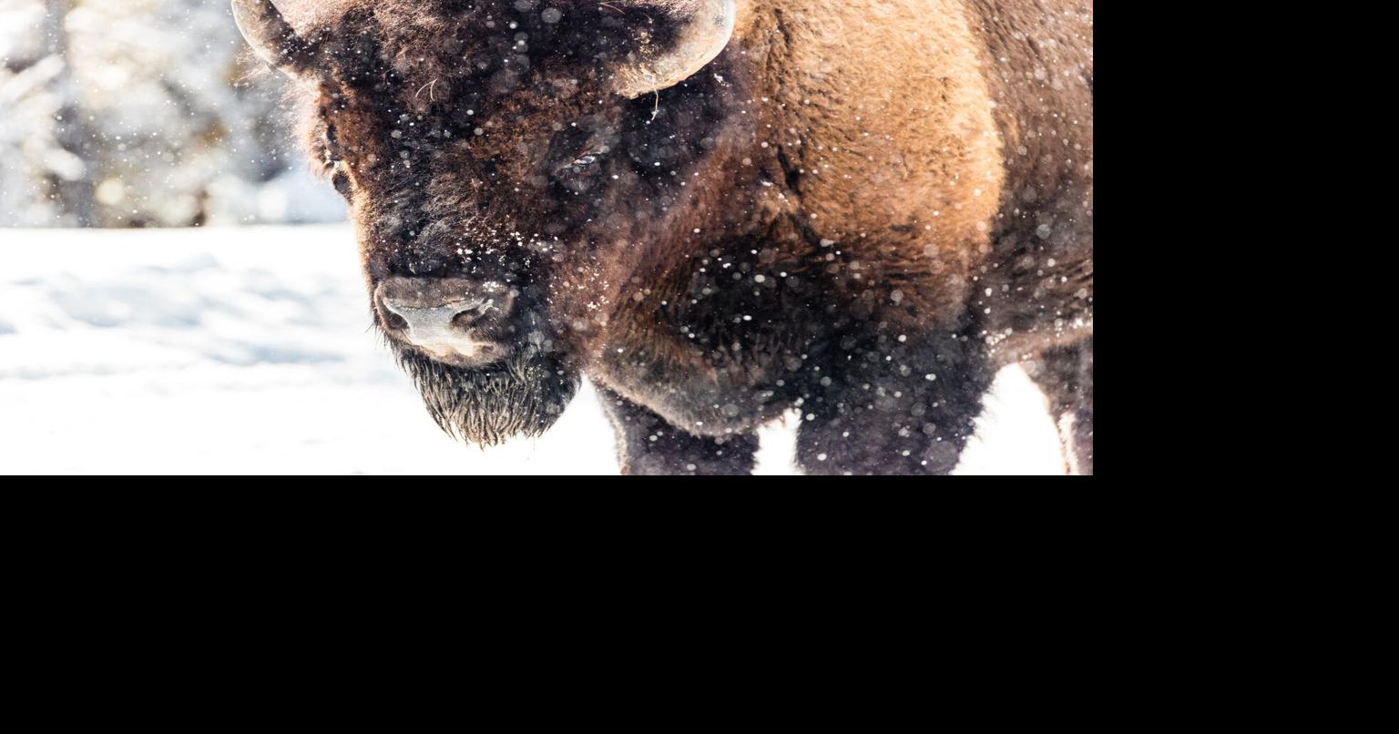 Montana bison producers could get boost under new proposal | Livestock ...