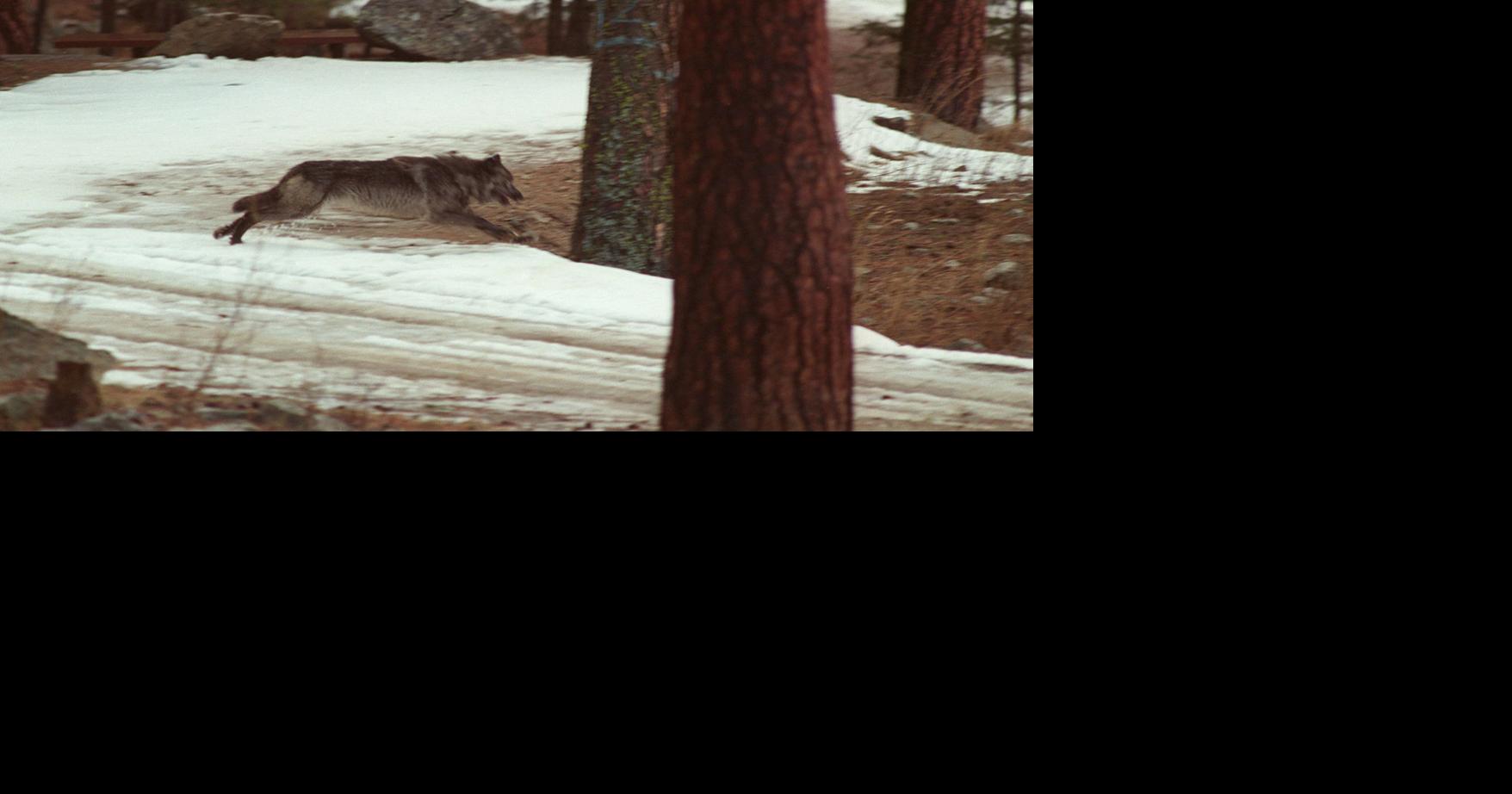 Wolf Depredation Control Board now permanent | Government ...