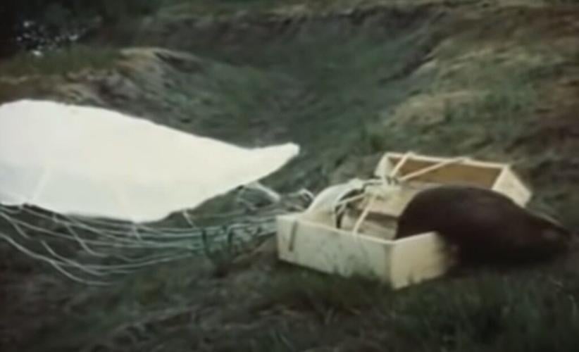 In the Woods: Backcountry bombed by bad-ass beavers | Outdoors ...