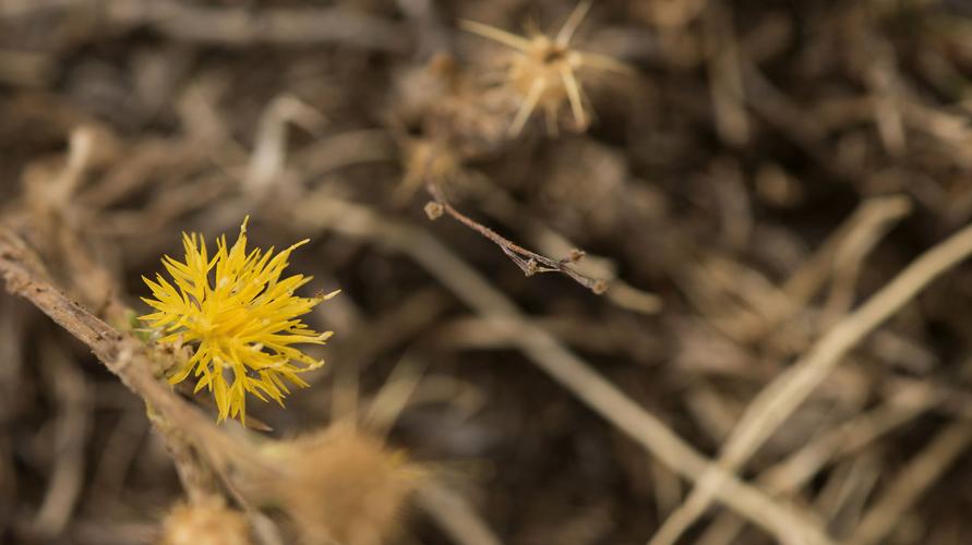 Arrival of new invasive thistle raises concerns in Eastern Idaho ...