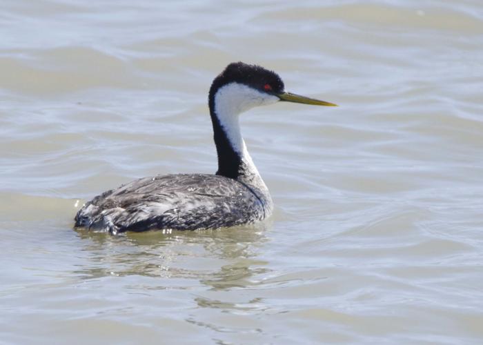 How to tell the difference between Western and Clark grebes | Outdoors ...