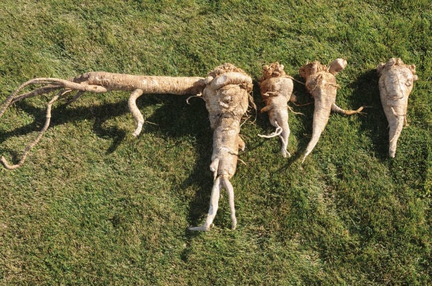 War on Weeds: White Bryony | Columnists | postregister.com