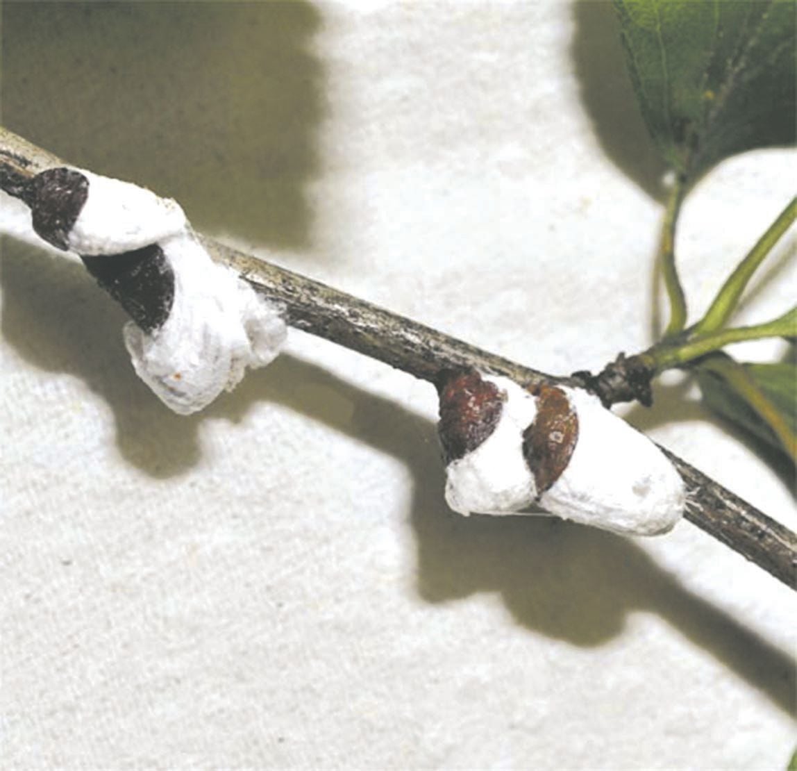 The Bug Box: Cottony maple scale | Bug Box | postregister.com