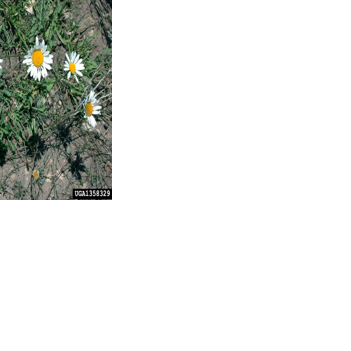 War on Weeds: Oxeye daisy | Pests & Weeds | postregister.com