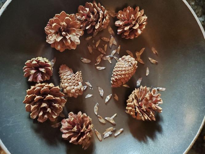 Plant adaptations and strategies to fire | Outdoors | postregister.com