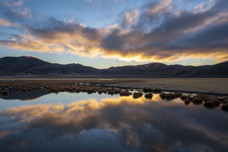 Rare toad fight similar to landmark endangered species case | National ...
