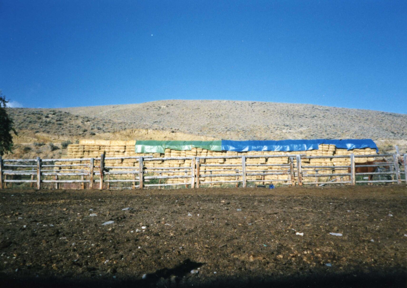 Selecting quality hay for horses | Western Life | postregister.com