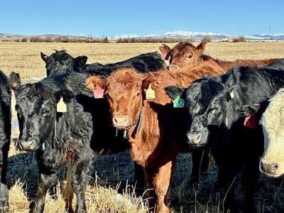 Congress considers cattle for wildfire suppression | Livestock ...