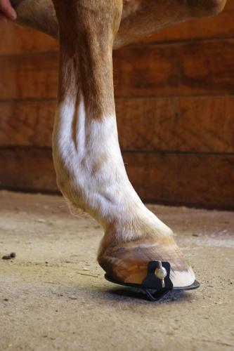 The COBIT – new tool helps farriers and horse owners balance the feet ...