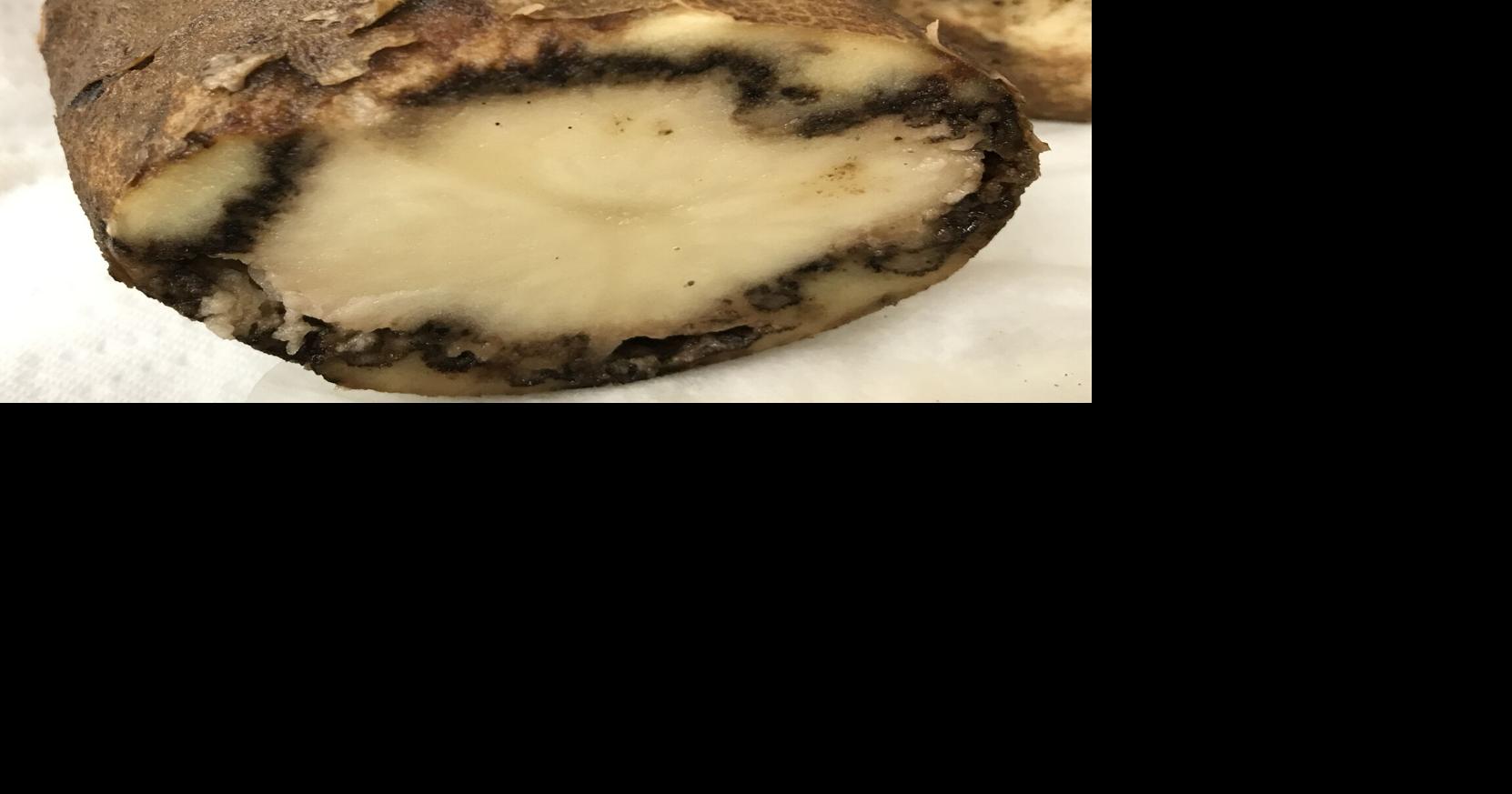 New UI Extension bulletin focuses on devastating potato disease ...