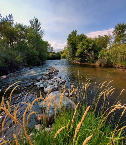 Partnership helps sustain salmon in Lemhi River | News | postregister.com
