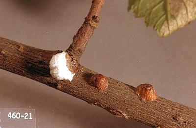 The Bug Box: Cottony maple scale | Columnists | postregister.com