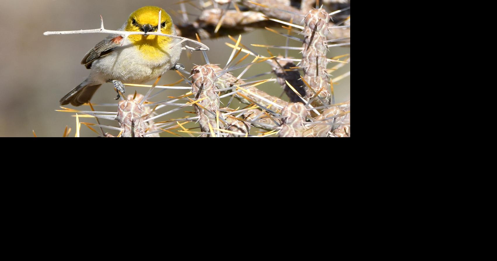 Animal engineers create stunning structures | Outdoors | postregister.com