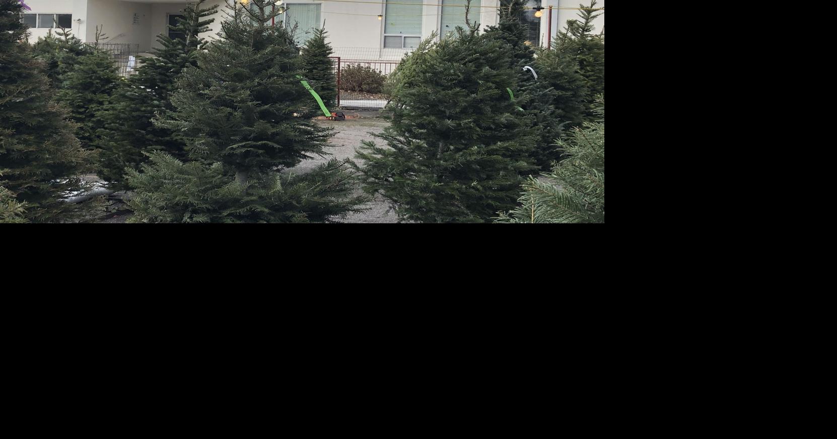 YMCA selling Christmas trees to benefit scholarship program | Local ...