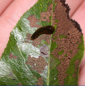 The Bug Box: Pear sawfly | Columnists | postregister.com