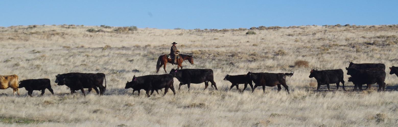 TARGETED GRAZING IN THE OWYHEE FRONT: An experimental approach to creating firebreaks ...