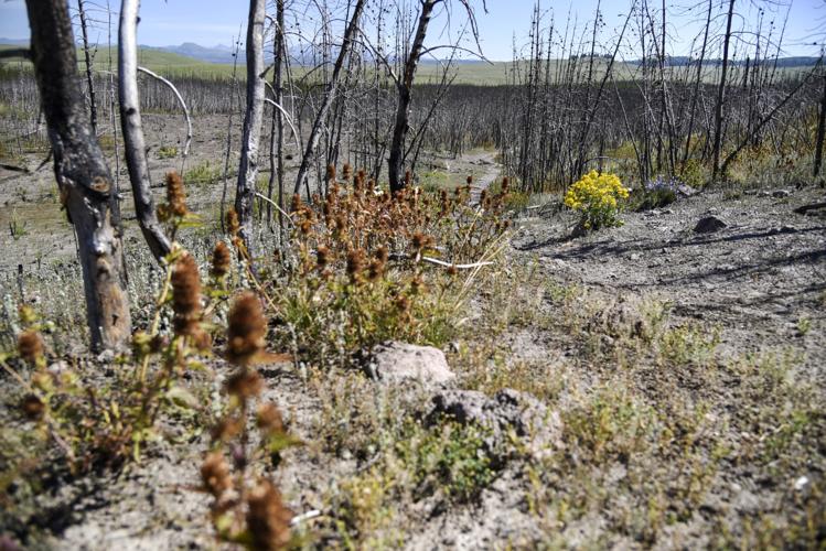 A tale of two fires: Revisiting the burn scars of 1988 and 2016 in ...