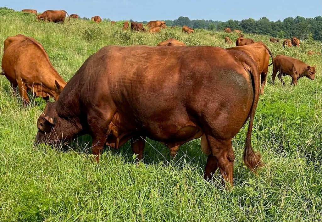 red poll cattle origin
