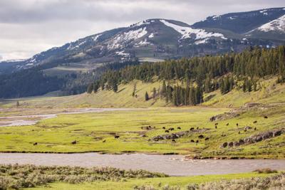 Bison engineer Yellowstone's Lamar Valley, trimming aspen trees, OSU ...
