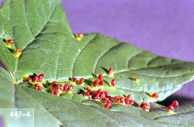 The Bug Box: Maple bladder gall mite | Columnists | postregister.com