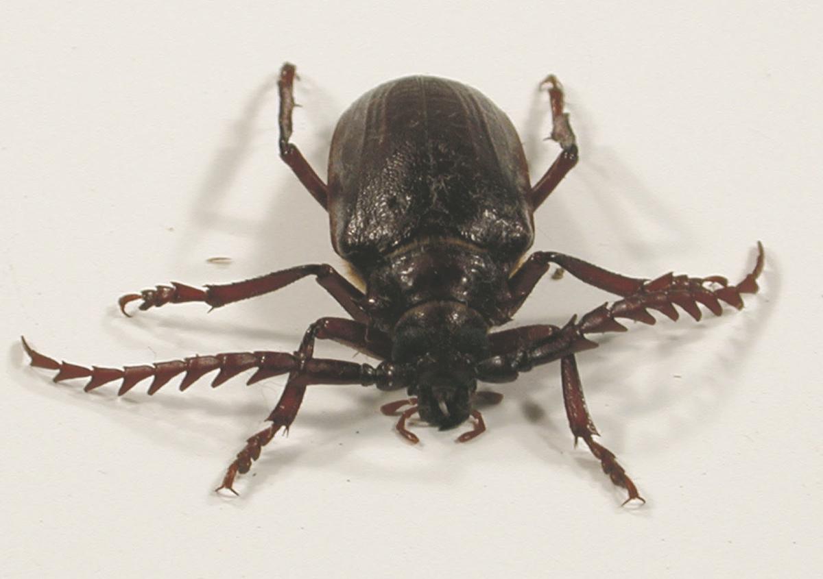 The Bug Box: Longhorned beetles or roundheaded borers | Bug Box ...