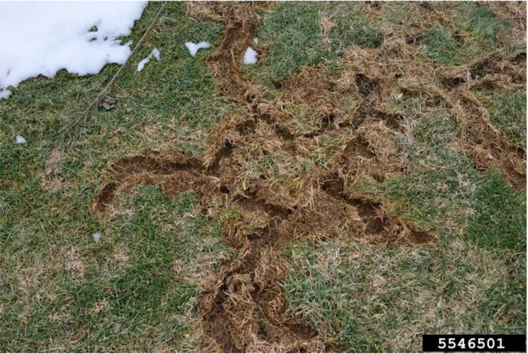 In the Garden: Growing an indoor herb garden | Columnists ...