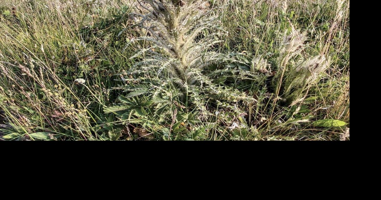 Distinguishing between native and invasive thistles | Outdoors ...