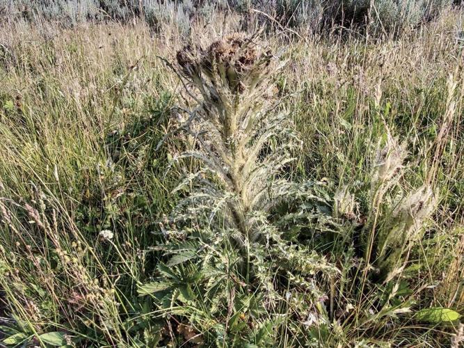 Distinguishing between native and invasive thistles | Outdoors ...