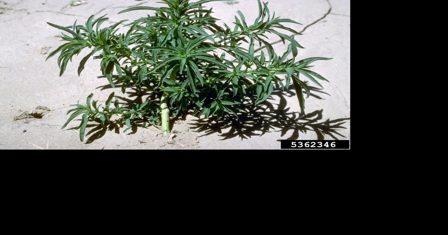 War on Weeds: Kochia | Farm & Ranch | postregister.com