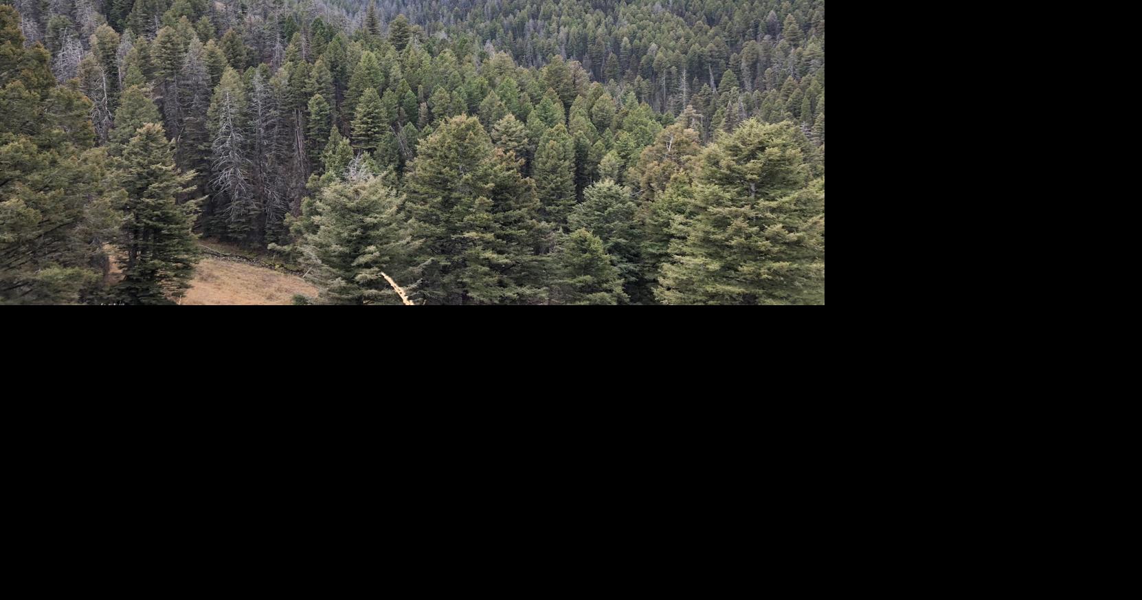 Caribou-Targhee National Forest to start selling firewood permits ...