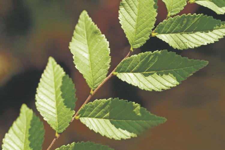 War on Weeds: Siberian elm | Columnists | postregister.com