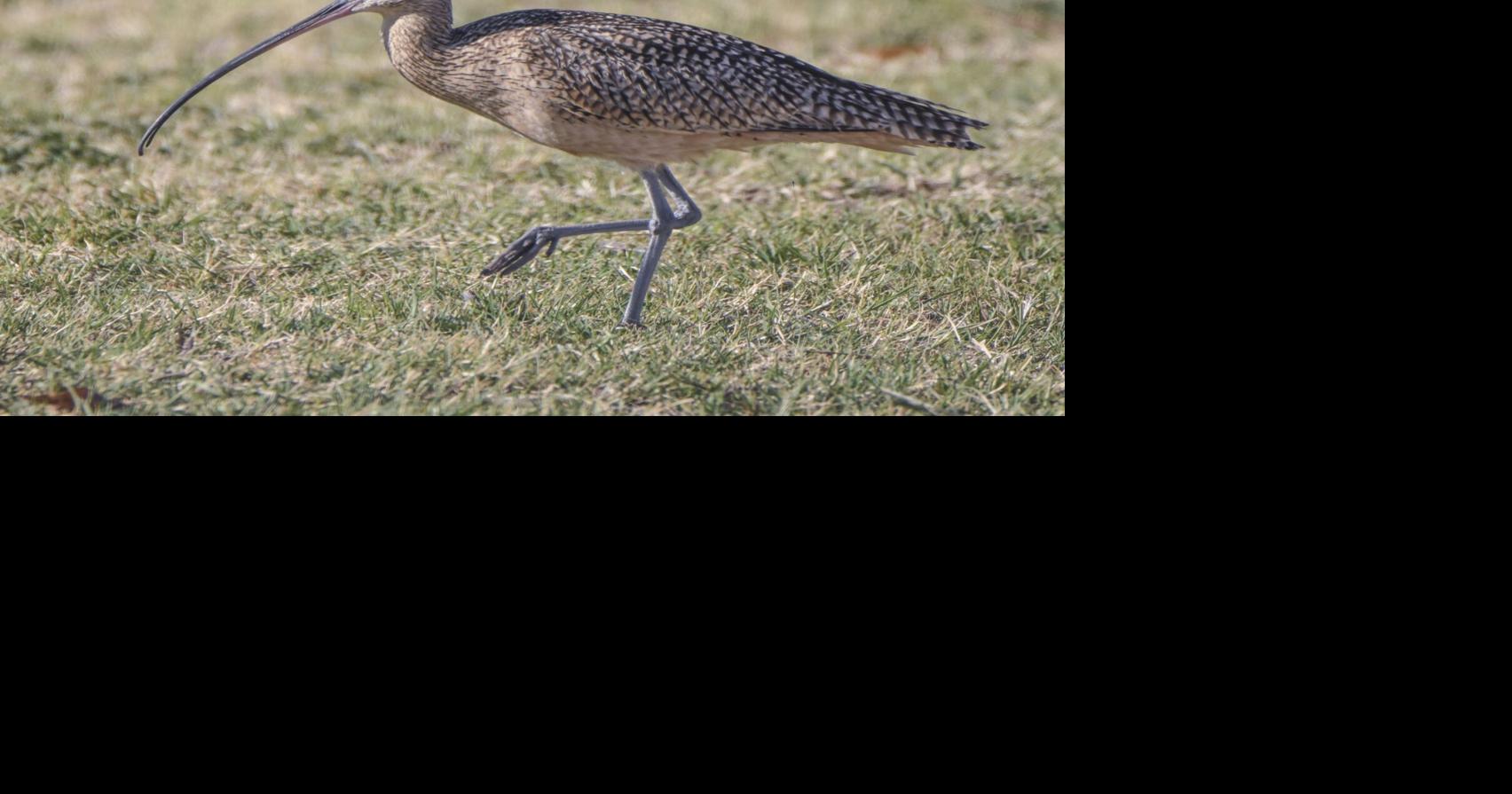 stuffed curlew