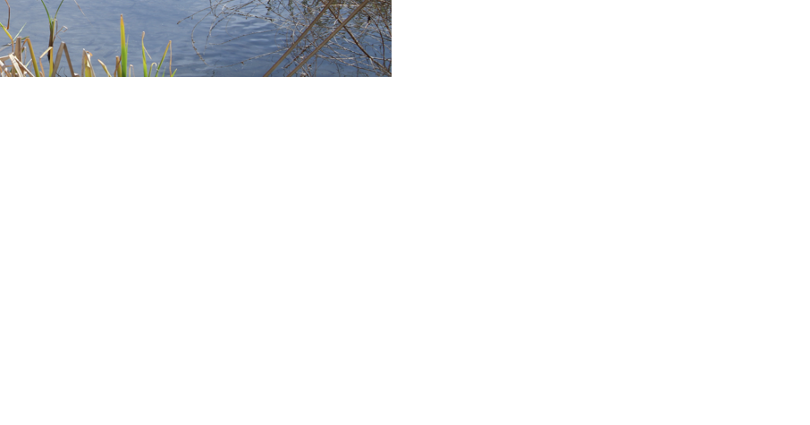 STILL LURKING: Lone alligator, sturgeon among species making Hagerman ...