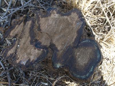 War on Weeds: Basal bark treatment | Columnists | postregister.com