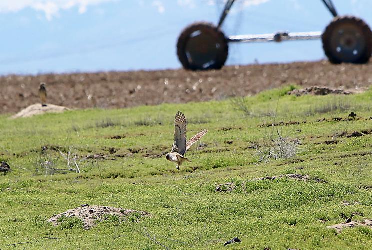 A look inside Boise farm powered by biosolids | Southwestern Idaho ...