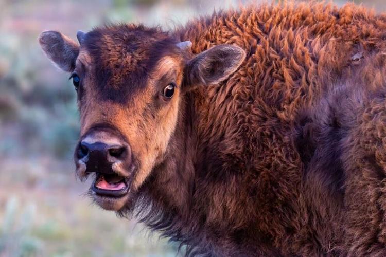 Tribal confab to discuss co-management of Yellowstone bison | Local ...
