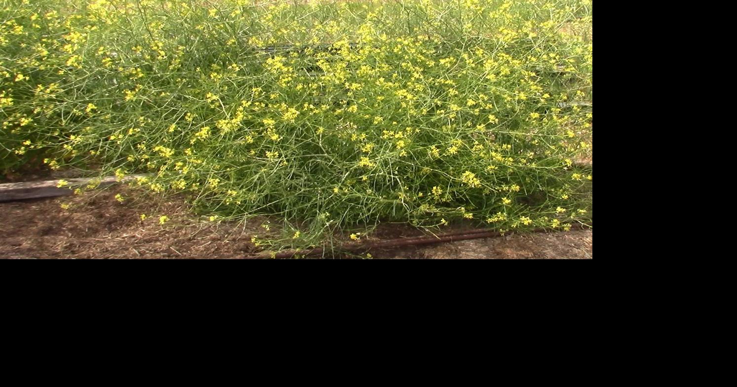 War on Weeds: Tumble mustard | Columnists | postregister.com