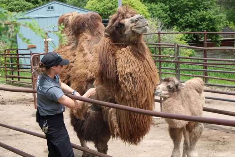 Meet Humphrey: Baby camel to go on public display this week | Local ...