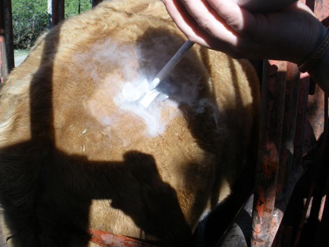 branding cattle with nitrogen