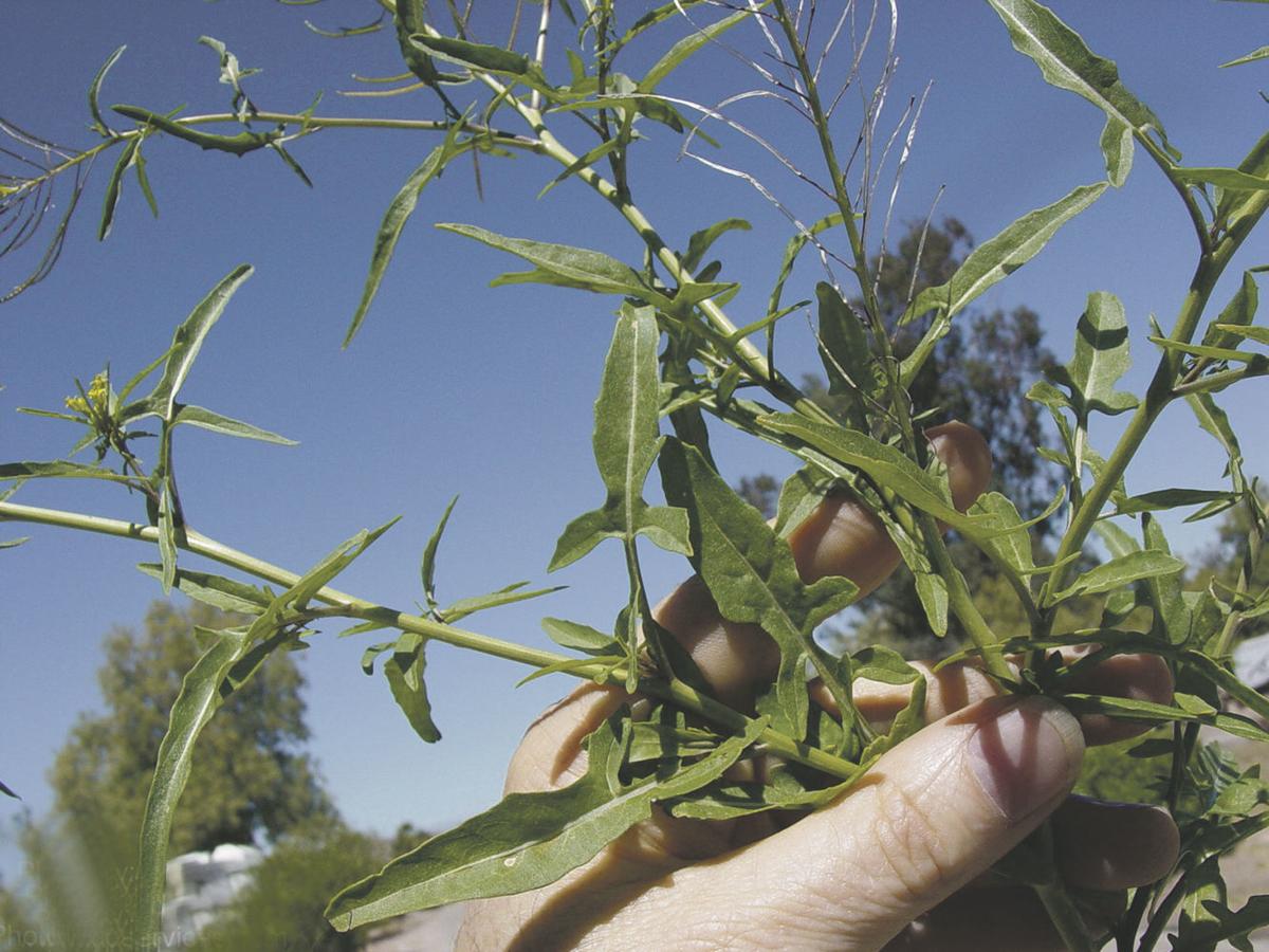 War on Weeds: London rocket | War on Weeds | postregister.com