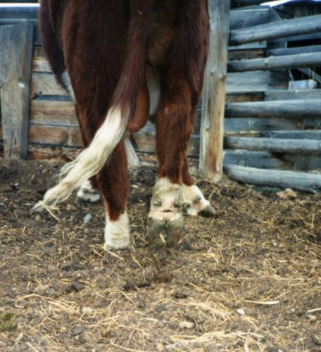Barnyard Basics Dealing With Foot Rot In Cattle Columnists