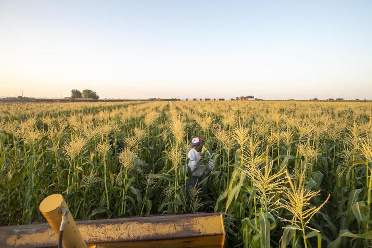 Local farm sells fresh corn at the fair — and throughout the Magic ...