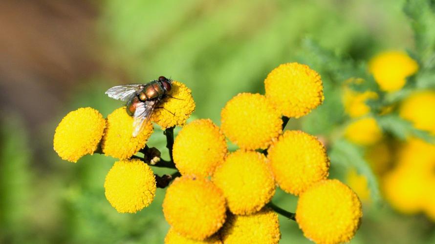 CONNELLY: The color of autumn -- Part 3 | Chronicle | postregister.com