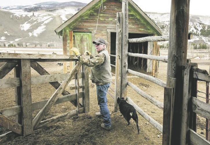 Ranch specializes in Scottish Highland cattle | Regional | postregister.com